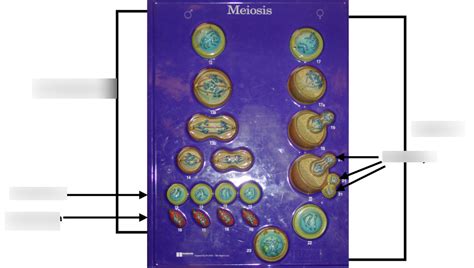 Meiosis 10 Diagram Quizlet