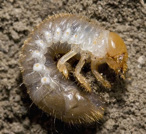 Japonski Hrošč Tujerodne Vrste