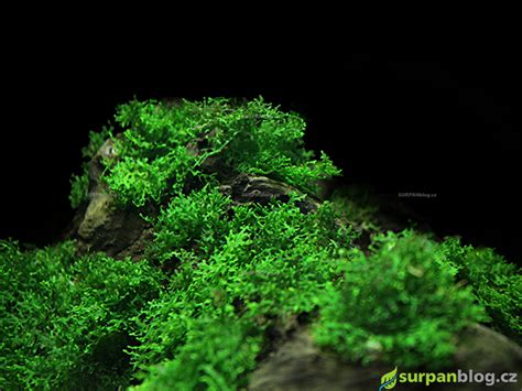 Riccardia Chamedryfolia Mini Pelia Štěkovec Vykrajovaný Akvarijní