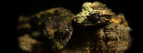 Here We Have One Of Our Last 2011 100 Het Pied