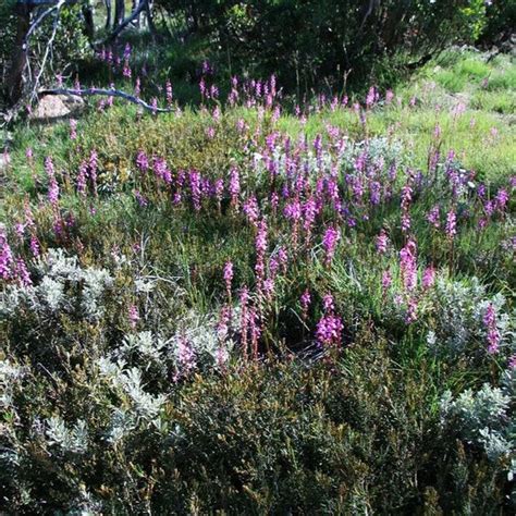 Zone 9 Tagged Trigger Plant Ferri Seeds