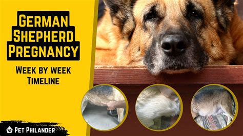Pregnancy Week By Week Stages Of Dog