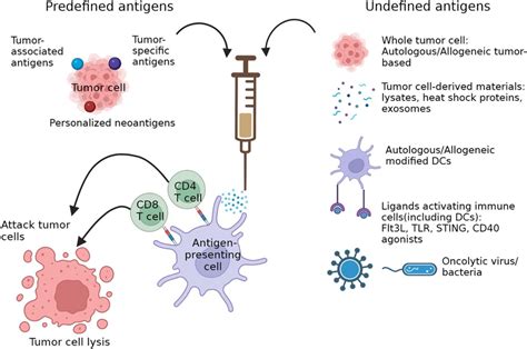 The Classification Of Cancer Vaccines In This Article Divides Antigens