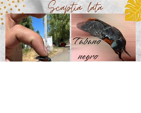 Scaptia Lata El Tábano Negro De América Del Sur — Hive