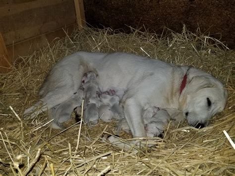 How Intelligent Is A Akbash