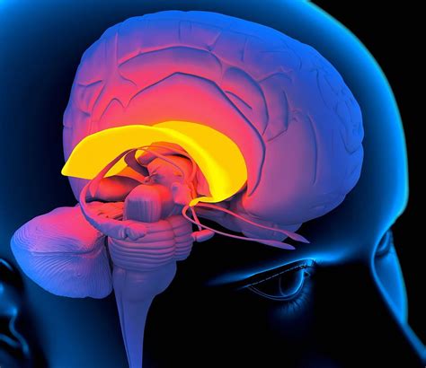 Corpus Callosum In The Brain Artwork Photograph By Roger Harris