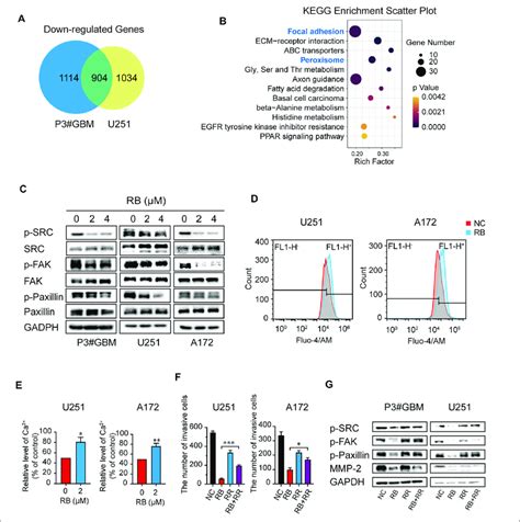 Rb Inhibits Gbm Cell Invasion Partially By Elevating Intracellular Ca