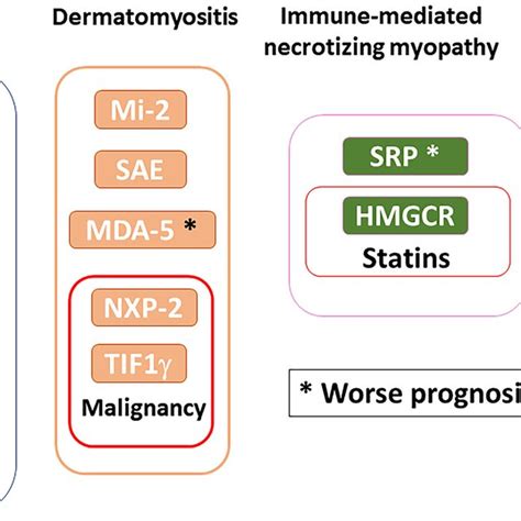 Hep 2 Indirect Immunofluorescence Assay Hep 2 Ifa Patterns Associated