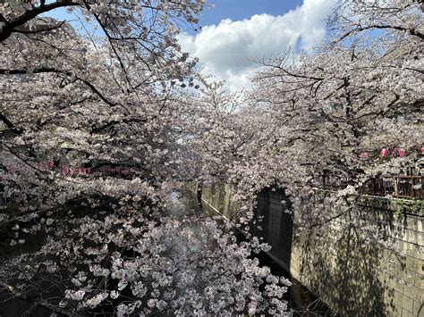 中目黒の桜です🌸 このところ東京は曇り Saku739さんのモーメント Yamap ヤマップ
