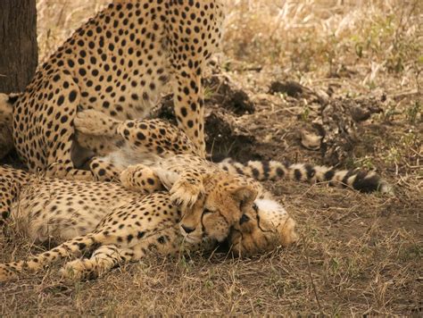 Tailor Made Safaris In Tanzania Explore Tanzania S Best