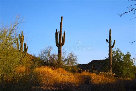 Carnega Gigantea Also Known As Saguaro Cactus Located In Sonoran