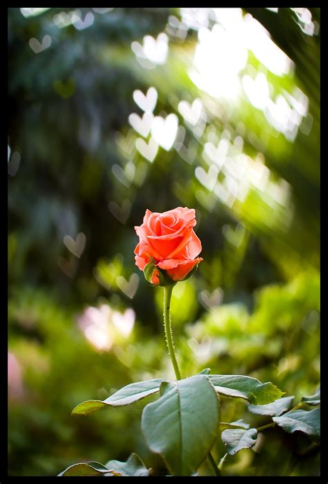 Creative Bokeh Mitsubishi Eclipse 3g Club