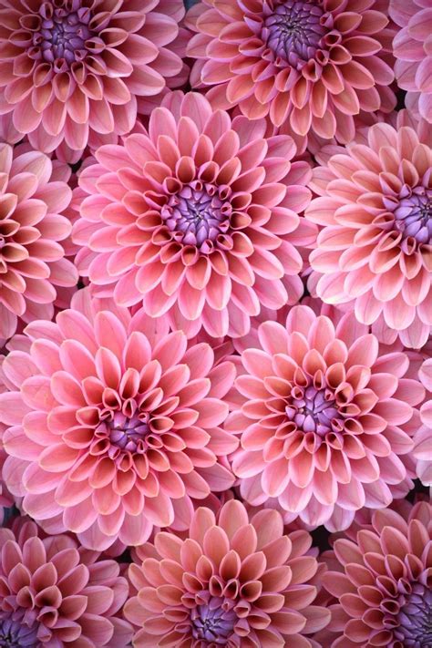 Best 12 Stunning Dahlia Flowers Your Ultimate Guide To Growing And
