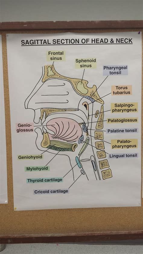 Sagittal Section Of The Head And Neck Dr Jackson Dental Anatomy