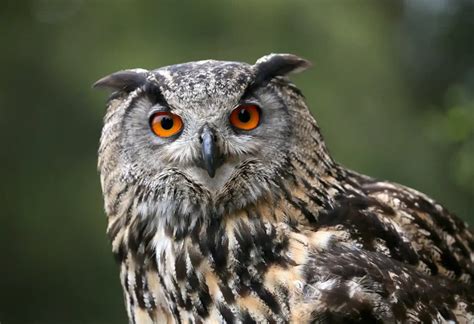Grand Duc Deurope Le Seigneur Des Forêts En Spectacle