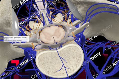 Denticulate Ligament Lumbar Right Complete Anatomy