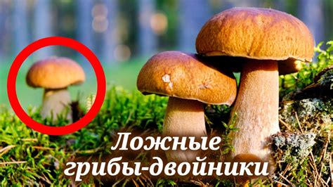 Определитель грибов Как отличить опасные грибы от съедобных 🍄 Youtube