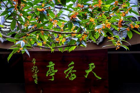 拍苏祠 眉山三苏祠博物馆