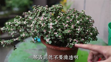 金枝玉葉怎麽養？園藝師教你，金枝玉葉的詳細養護技巧 Youtube