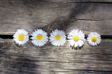 Б Отгонжаргал