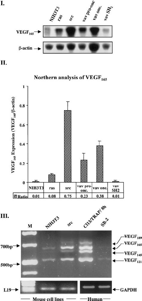 Expression Of Vegf Mrna Splice Forms In Ras Src And Vav Transformed Download Scientific
