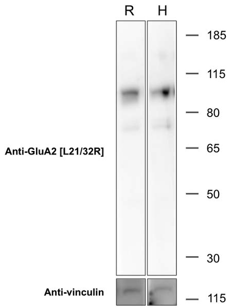 Addgene Antibody Anti Glua2 [l21 32r]