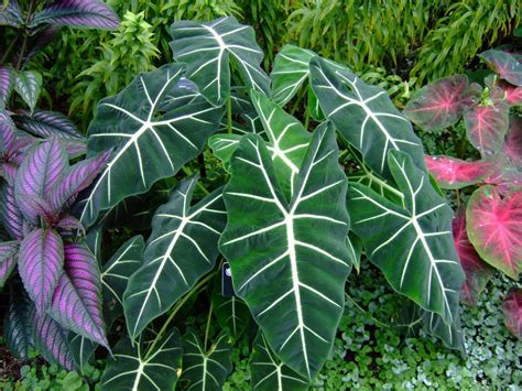 Plantes d intérieur en hiver Jardiner avec Jean Paul