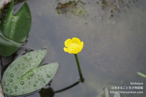サイコクヒメコウホネ 日本まるごと生き物図鑑