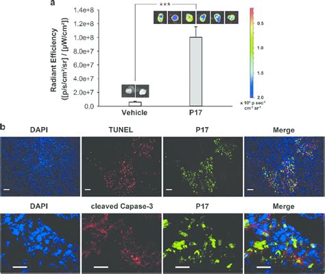 Flow Cytometry And Confocal Microscopy Analysis Of P17 Binding To