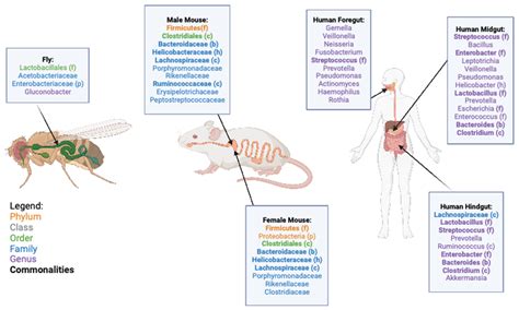 Gut Microbiome Transplants And Their Health Impacts Across Species