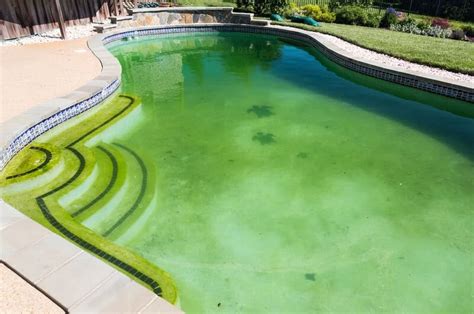 Can You Swim In A Pool With Algae What Are The Types Of Swimming Pool Algae Spa Marvel
