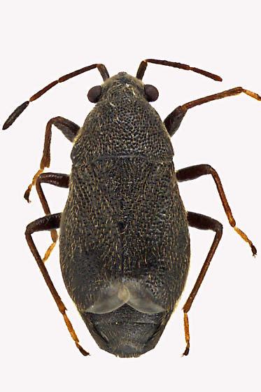 Dirt Colored Seed Bug Stygnocoris Rusticus Bugguidenet