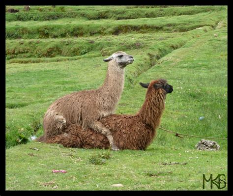 Why Are Llamas Important In Peru At Jake Woolley Blog