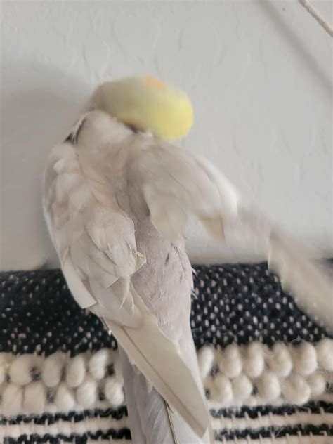 Who Else Has A Molting Cockatiel Rcockatiel