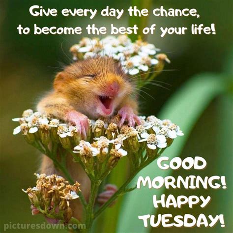 Good Morning Tuesday Funny Start Your Day With Laughter
