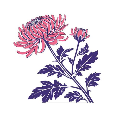 Vibrant Bold Outline Of Chrysanthemum Morifolium Illustration Of
