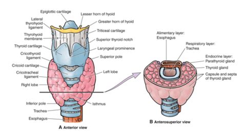 Thyroid Flashcards Quizlet