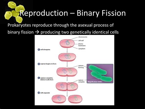 PPT Comparing Archaea And Bacteria PowerPoint Presentation Free Download ID 2788295