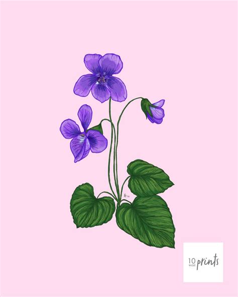 Violet Color Illustration Digital Print By 10 West Prints Flowers Violet Flower Tattoos