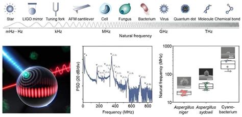 Single Particle Photoacoustic Vibrational Spectroscopy Using Optical Microresonators Lifeboat
