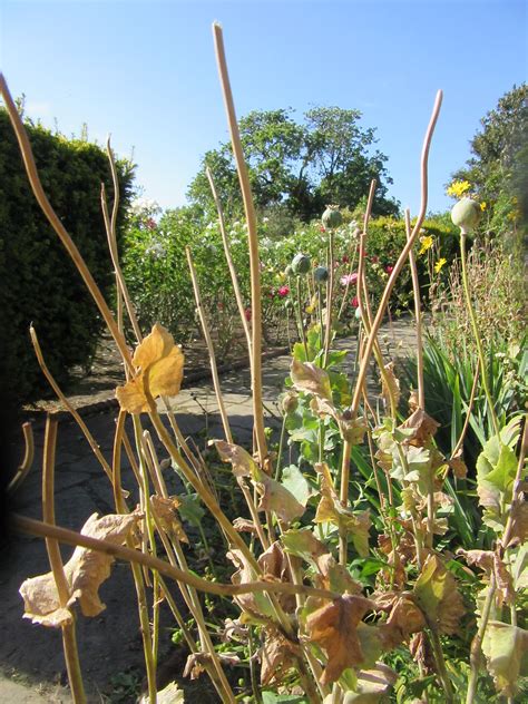Opium Harvested In Lambeth Plant Lore