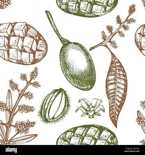 Mango Tree Vintage Seamless Pattern Botanical Mango Fruit Engraved