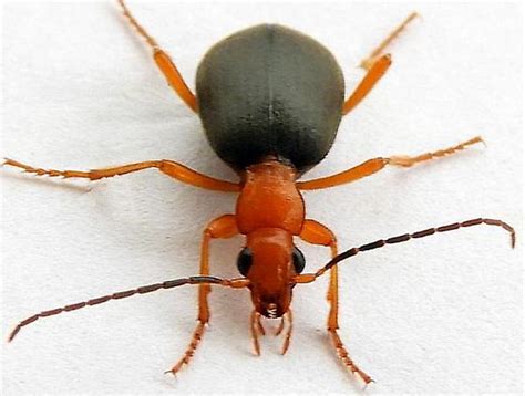 Florida Beetle For Id Brachinus Bugguide Net