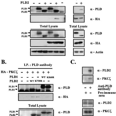 The interaction of PLD2 with the amino acid 348 to 370 region within ...
