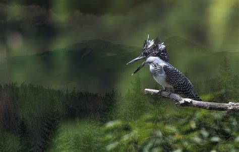自悠人の野鳥撮影日記