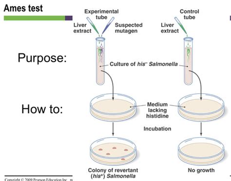 Testing For Mutagenicity And Tumorigenicity Flashcards Quizlet