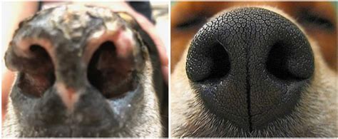 How Much Is A Biopsy For A Dog