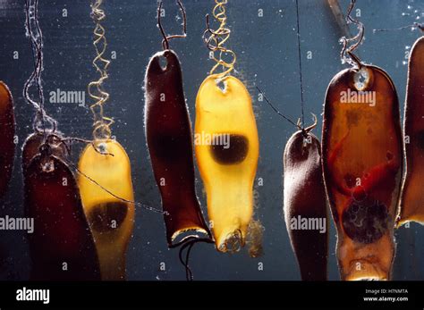 Swell Shark Cephaloscyllium Ventriosum Egg Cases With Embryos