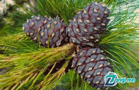 Zangi Mn БОАЖЯ Хушны самрыг есдүгээр сарын 10 наас ТҮҮЖ БОЛНО