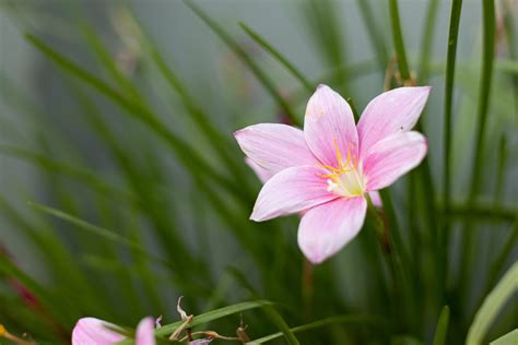 Feeding Among The Lilies Meditatio Centre London